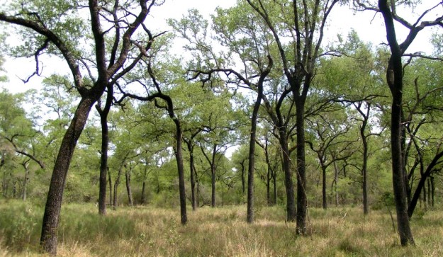 La exhuberancia del Parque Nacional Chaco, hogar de una fauna y flora ...