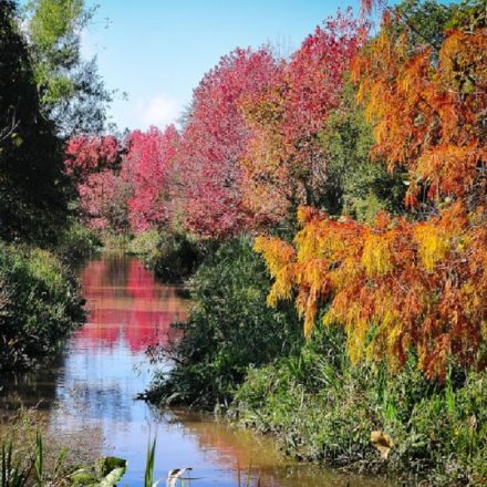 El Delta del Paraná, nuestra Malasia de acá a la vuelta | Turismo